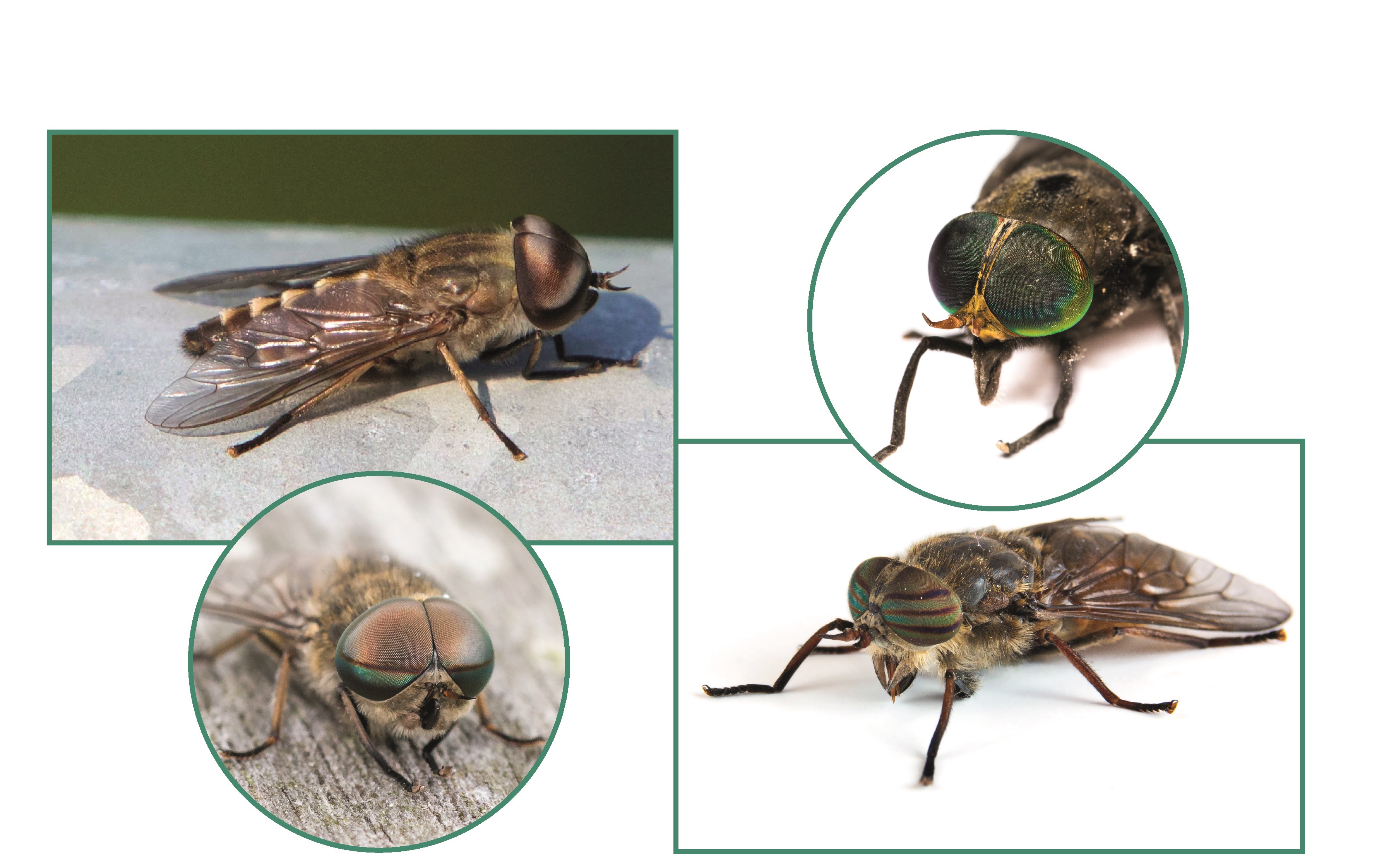 Horsefly | Tabanidae | ECONEX pheromones and traps